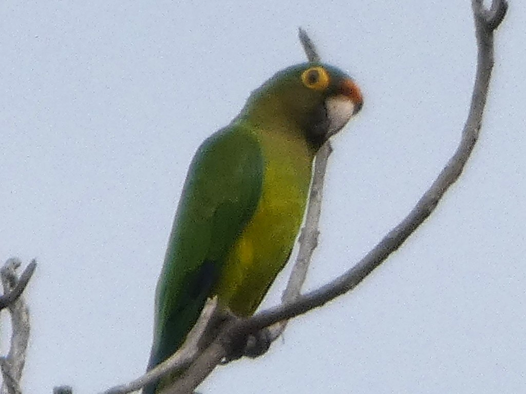 Orange-fronted Parakeet in January 2025 by David Rubin · iNaturalist