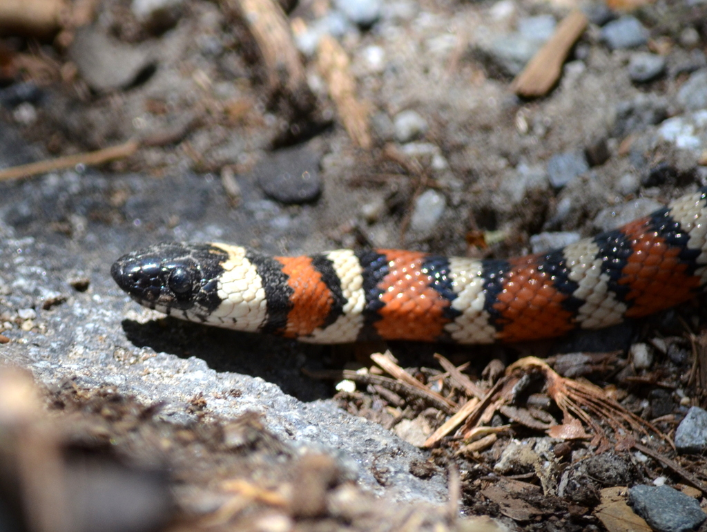California Mountain Kingsnake in May 2012 by Luis Stevens · iNaturalist