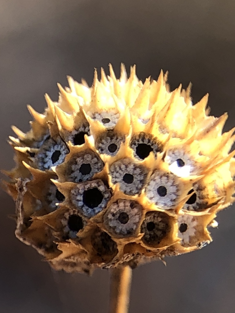 Insects from Metter, GA, US on January 17, 2025 at 12:51 PM by Marissa ...