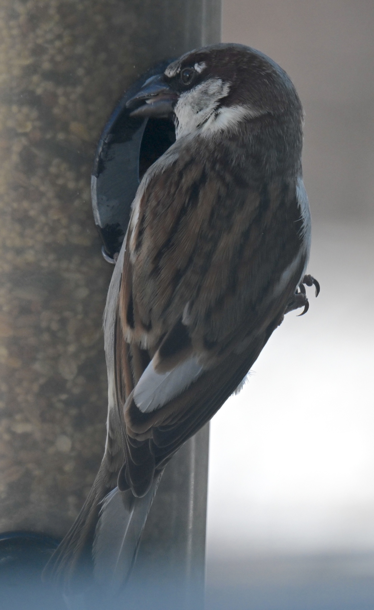 Best Images of Albino Feathered House Sparrow recorded starting October ...