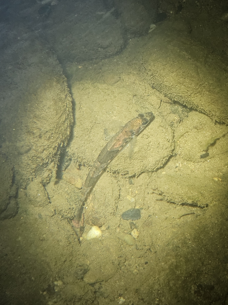 Diamond Darter in September 2024 by Cameron Layne. Observed as part of ...