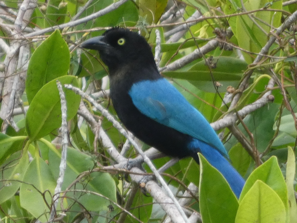 San Blas Jay from La Huerta, Jal., Mexico on January 9, 2025 at 10:16 ...