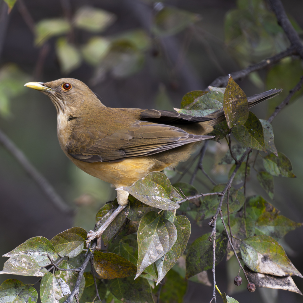 Clay-colored Thrush from Zona Valle Oriente, 66278 San Pedro Garza ...
