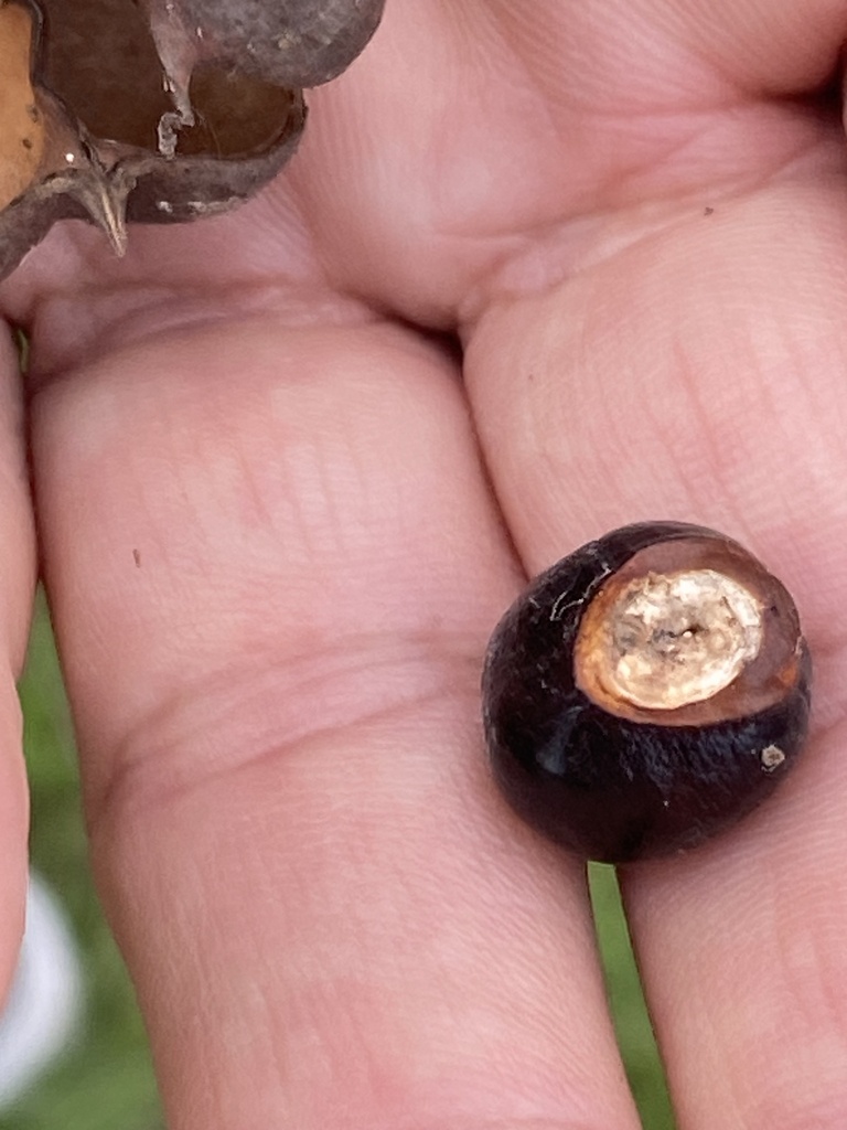 Mexican buckeye from Cahoba Dr, Fort Worth, TX, US on January 15, 2025 ...