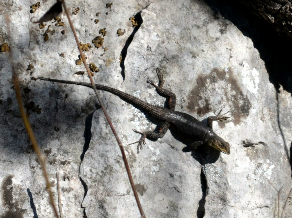 Minor Lizard from Zaragoza, S.L.P., México on January 22, 2012 at 10:53 ...