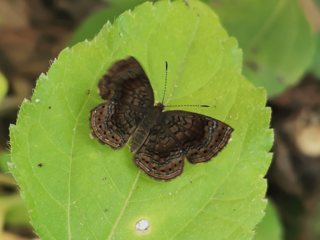 Calephelis from 马格达莱纳, 哥伦比亚 on December 25, 2024 at 12:13 PM by Haijie ...