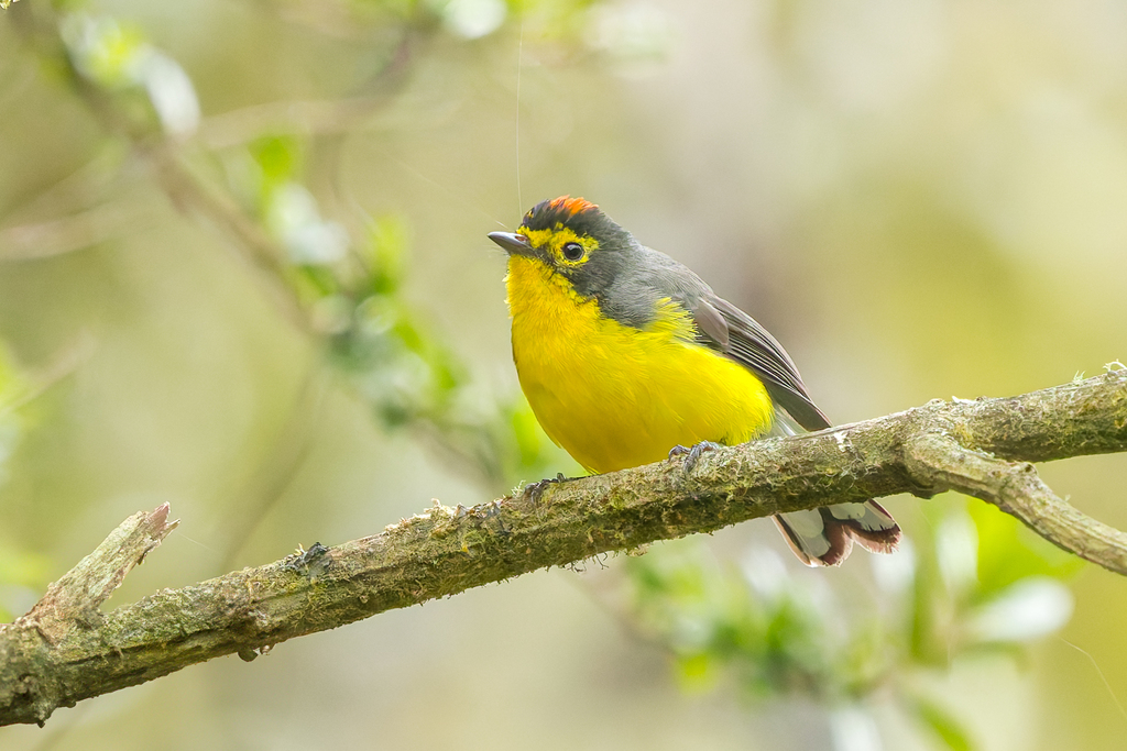 Spectacled Redstart from Quijos, Ecuador on January 6, 2025 at 03:34 AM by drmbush · iNaturalist
