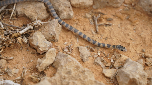 Socotran Racer (Hemerophis socotrae) - Snakes and Lizards