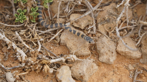 Socotran Racer (Hemerophis socotrae) - Snakes and Lizards