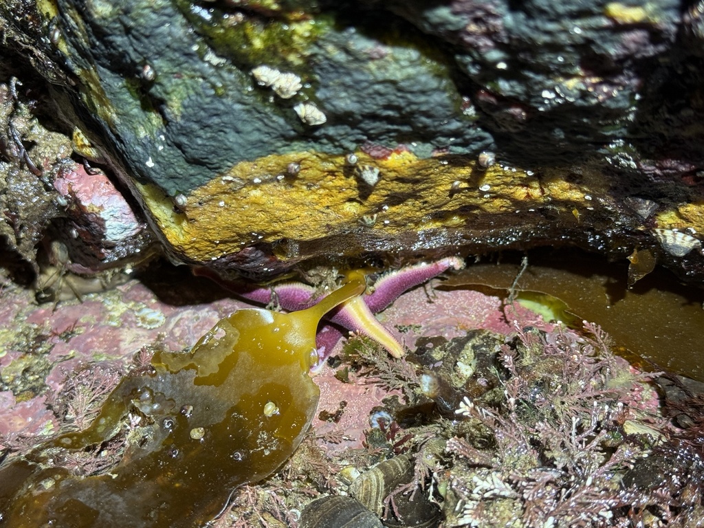 Northern Blood Star in January 2025 by belaos · iNaturalist