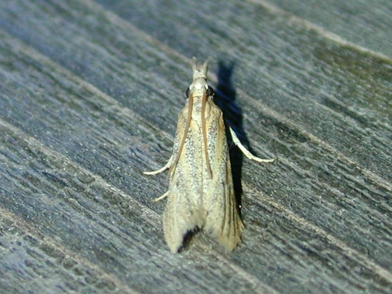 sand-dune panic-grass moth from Jamaica Bay Wildlife Refuge, Queens, NY ...