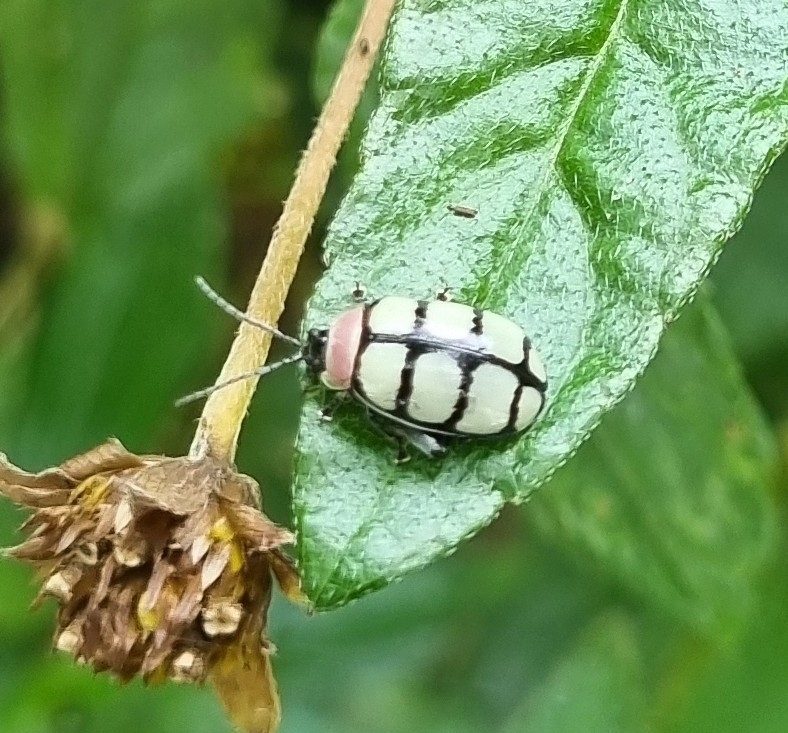 Alagoasa scissa from Estr. da Riviera, 3280 - Alto da Riviera, São ...