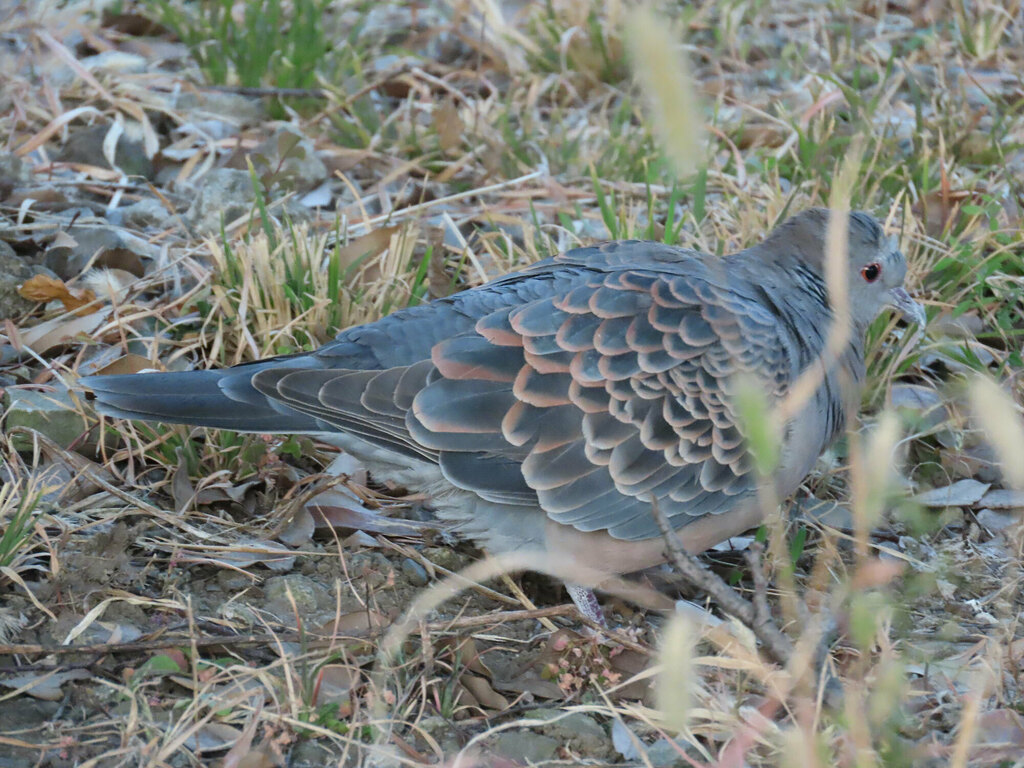 Oriental Turtle-Dove from Futamatashinmachi, Ichikawa, Chiba 272-0002 ...