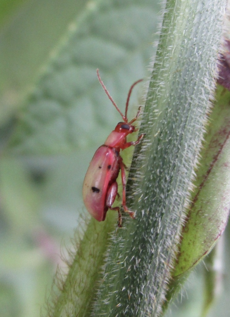 Asphaera in January 2025 by Mariana Amado Costa. Mata Atlântica de ...