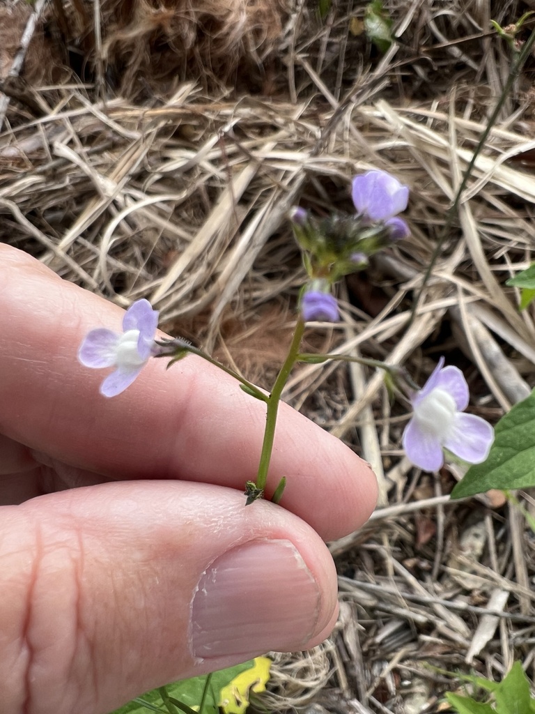 Florida toadflax from N Old Dixie Hwy, Fort Pierce, FL, US on January ...