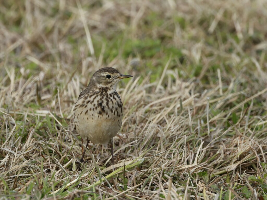 American Pipit from Seabrook, TX, USA on January 17, 2025 at 09:42 AM ...