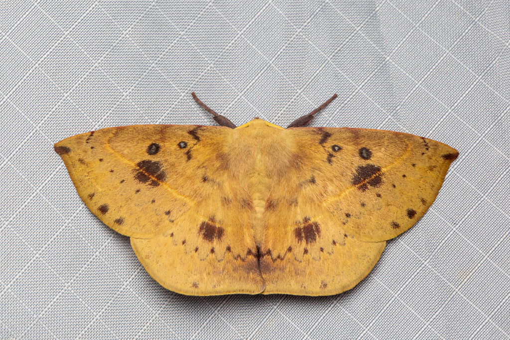 Anthela deficiens from Gloucester River campground on January 15, 2025 ...