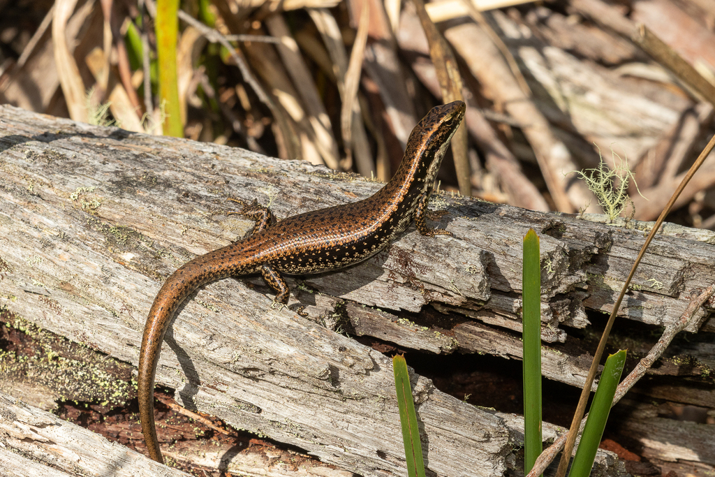 Yellow-bellied Water Skink from Gloucester Tops NSW 2422, Australia on ...