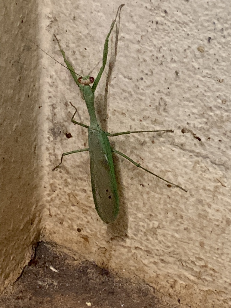 Tismomorpha vitripennis from Réserve du Plateau d'Ipassa, , Ogooué ...