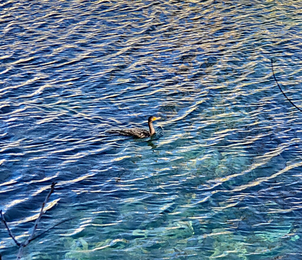Double-crested Cormorant from Barton Hills, Austin, TX, USA on January ...