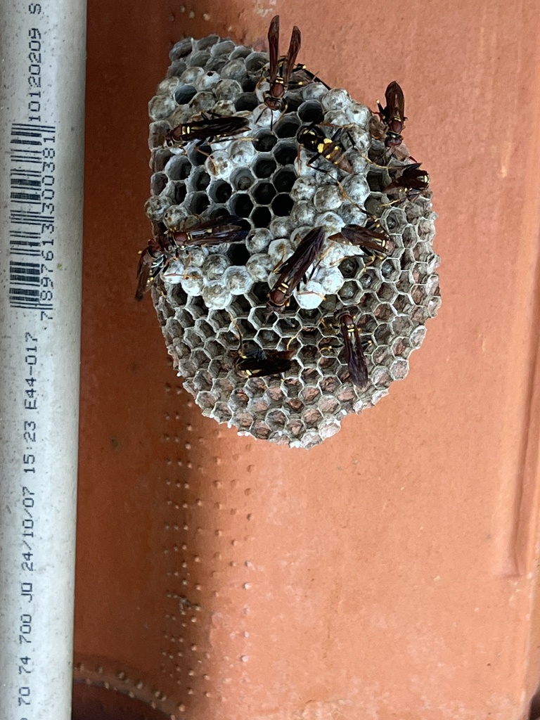 Variegated Paper Wasp from Rua Pastor Oswald Hesse, Blumenau, SC, BR on ...