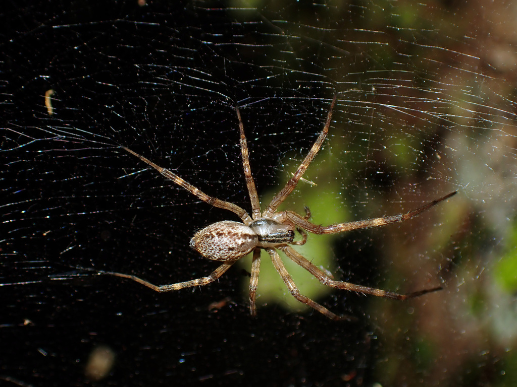 desid spiders from Piha 0772, Nouvelle-Zélande on January 1, 2025 at 09 ...