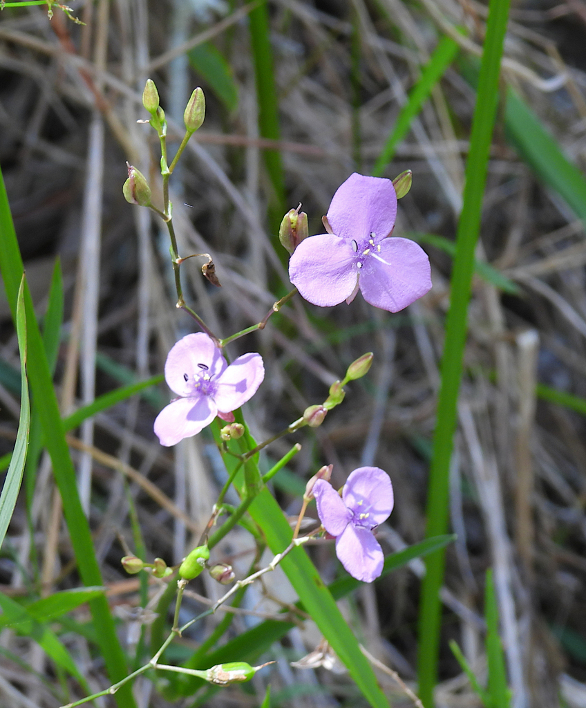 Grass Lily from Freshwater National Park, Deception Bay QLD 4508 ...