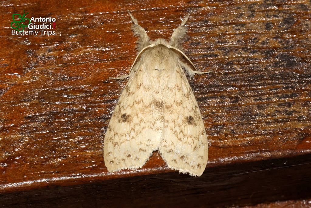 Calliteara angulata from Kwau, Menyambaouw, Arfak Mountains Regency ...