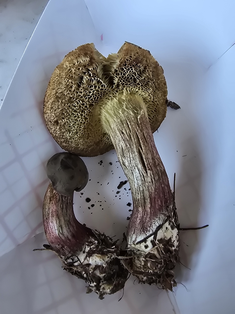 cracked-cap bolete from Inverness, CA 94937, USA on January 17, 2025 at ...