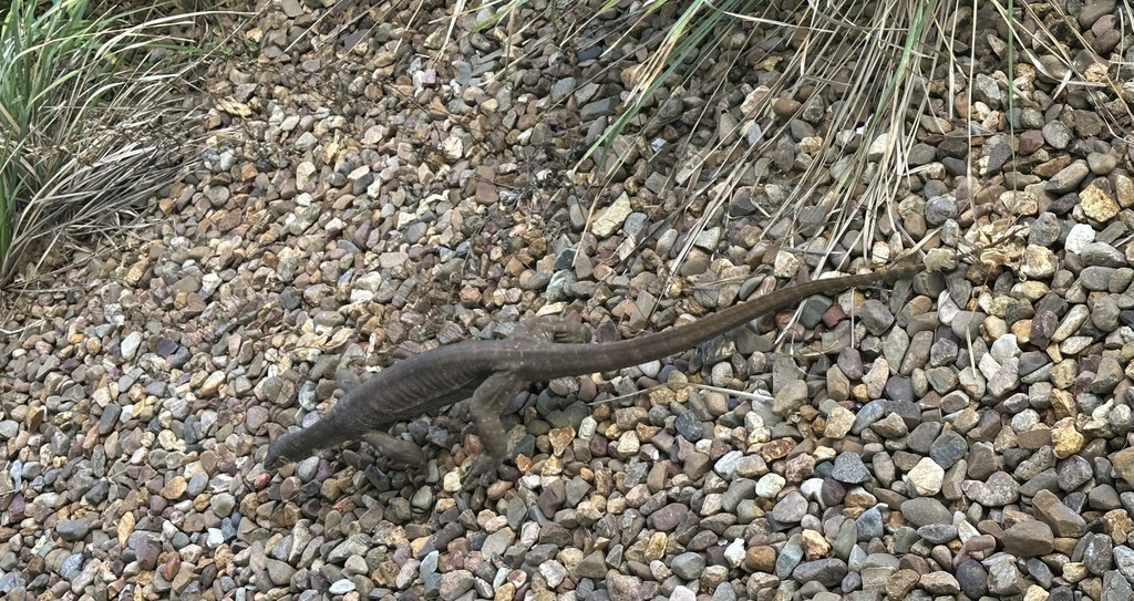 Eastern Argus Monitor from Lizard Island, Hope Vale, QLD, AU on January ...