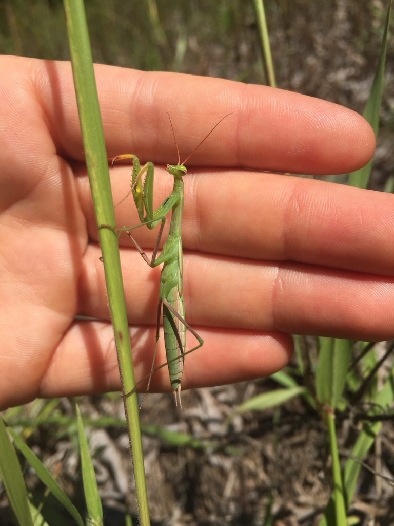 European Mantis from 49670, Leelanau, MI, US on August 18, 2016 at 12: ...