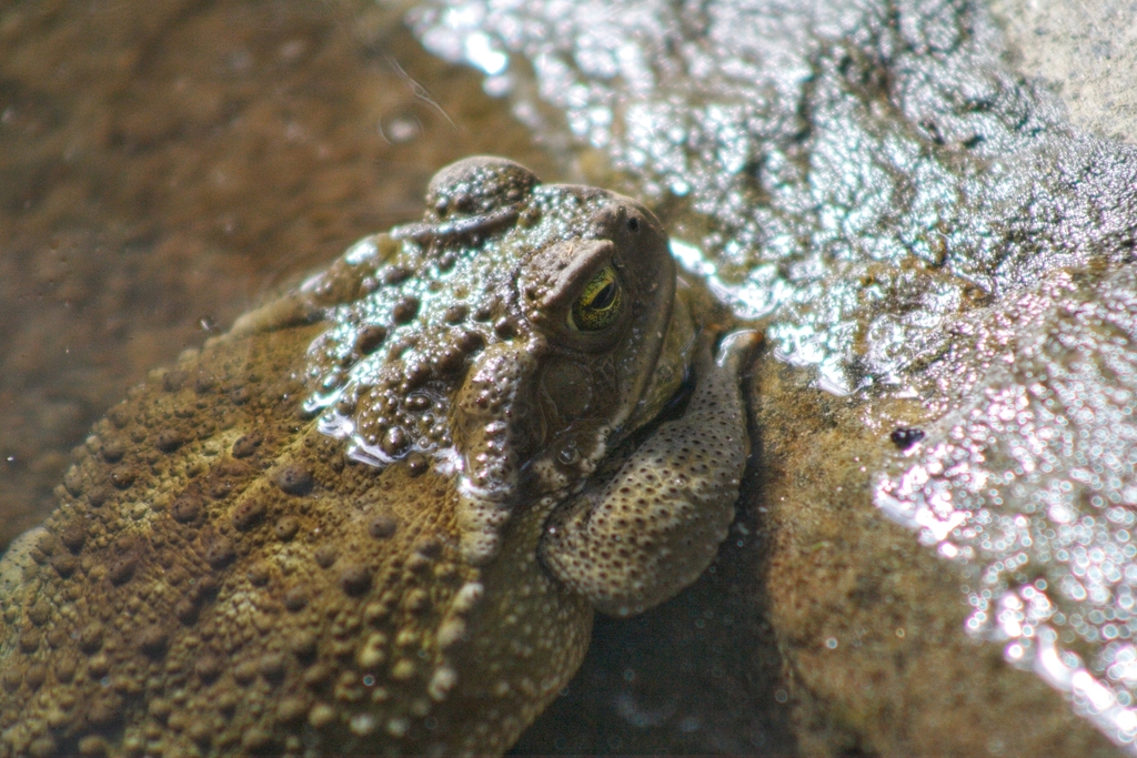 Argentine Toad from Cnel Pringles, San Luis, Argentina on January 12 ...