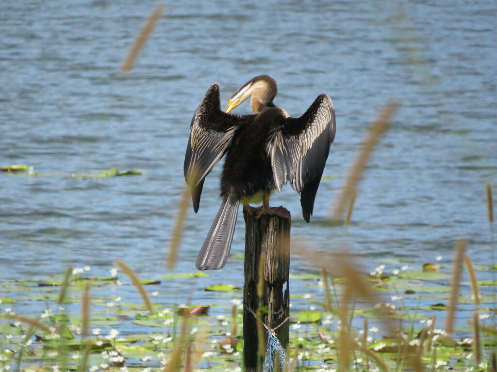Australasian Darter from Brisbane QLD, Australia on January 18, 2025 at ...