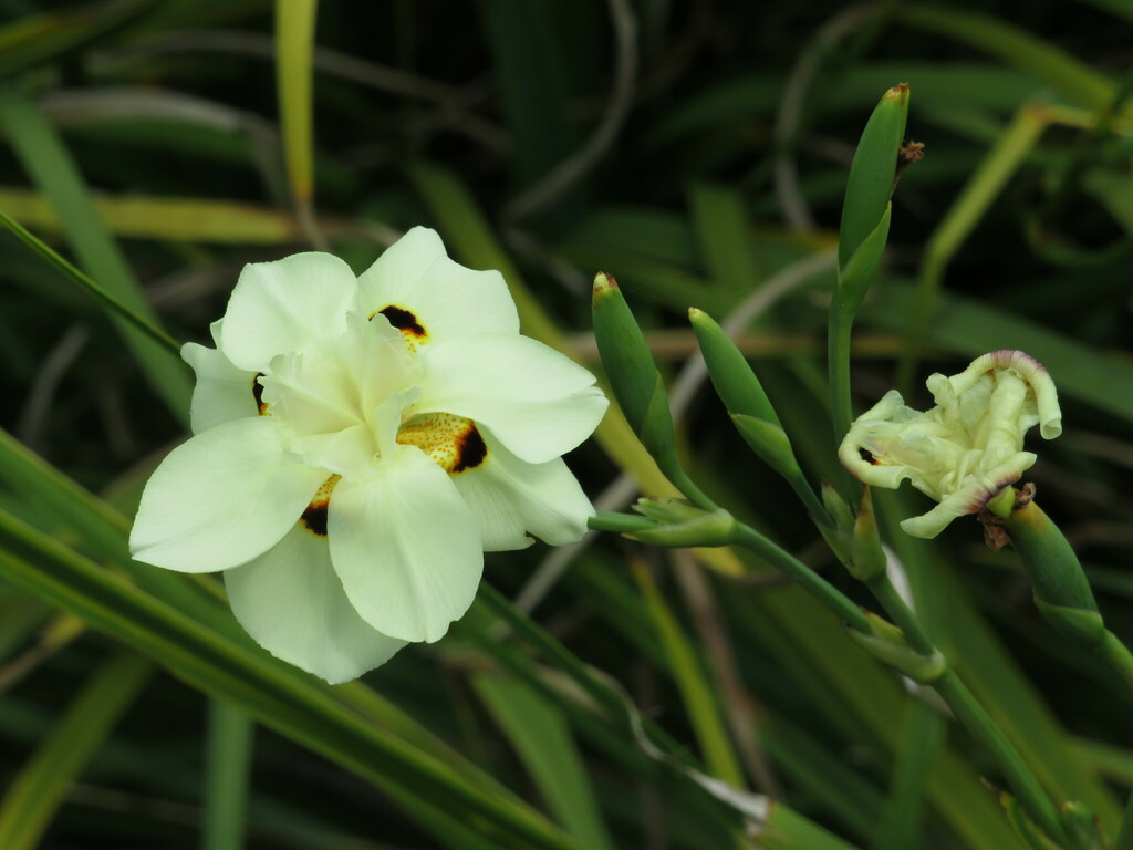 Yellow Fortnight Lily from Brisbane QLD, Australia on January 18, 2025 ...