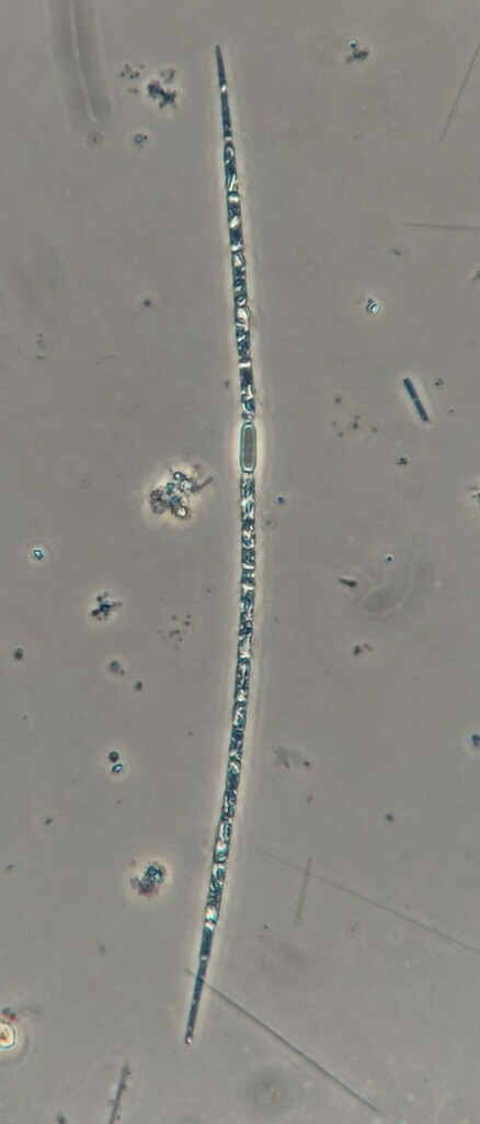 Cuspidothrix issatschenkoi from Brisbane QLD, Australia on January 18 ...