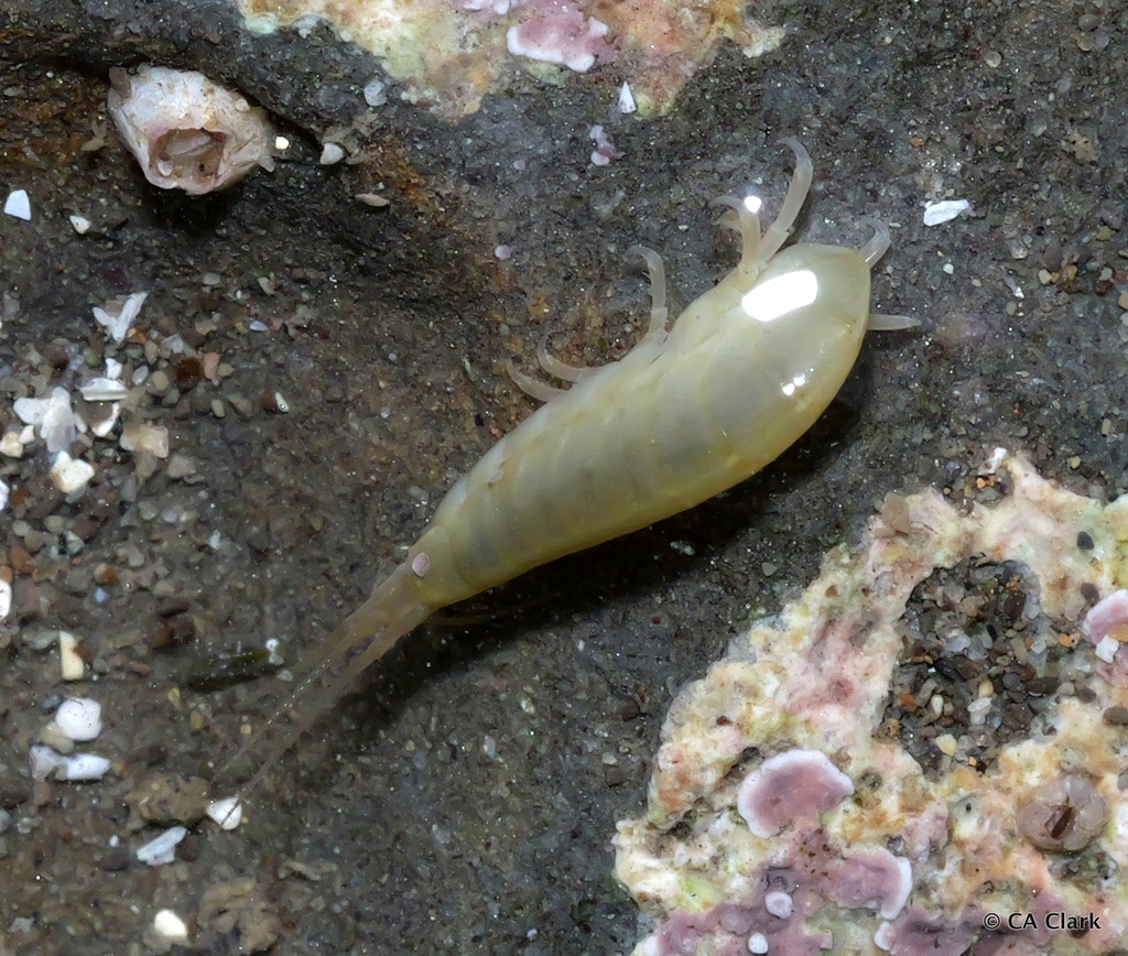 Hyalidae from Half Moon Bay, California, USA on January 13, 2025 at 02: ...