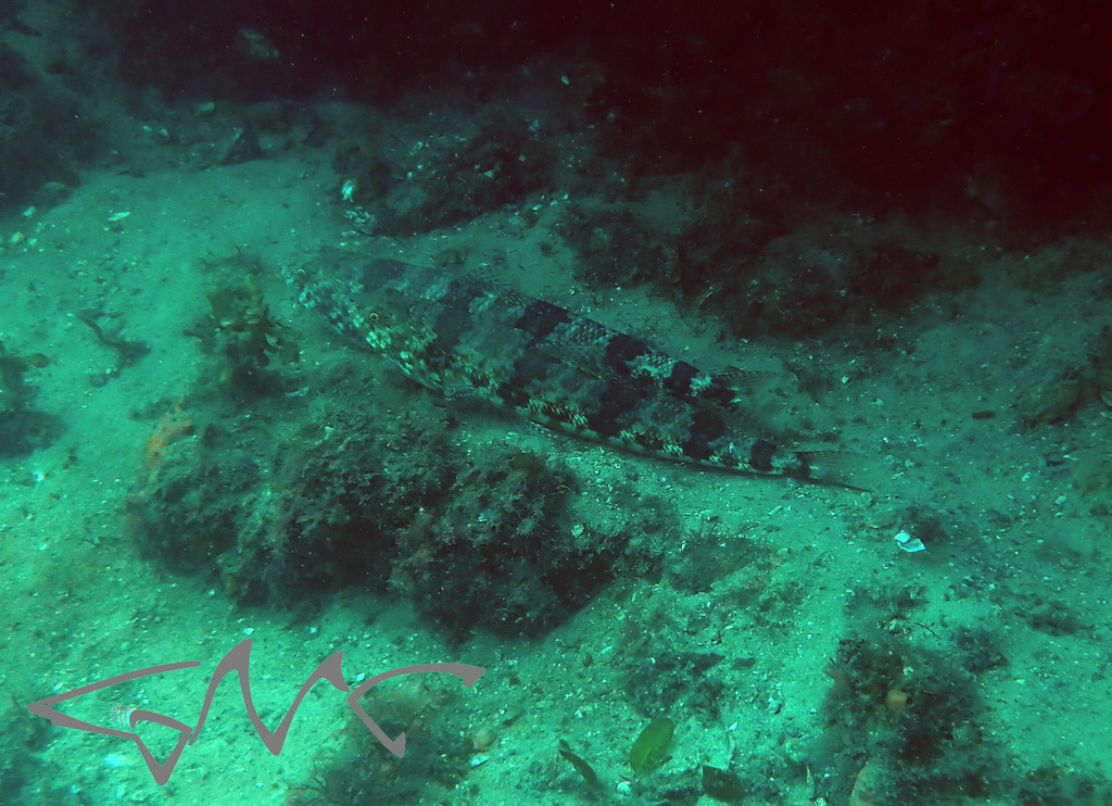 Variegated Lizardfish from Fly Point Dive on January 8, 2025 at 02:55 ...