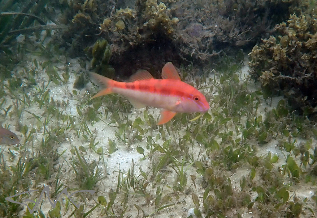 Bluestriped Goatfish from Fly Point Dive on January 8, 2025 at 03:02 PM ...