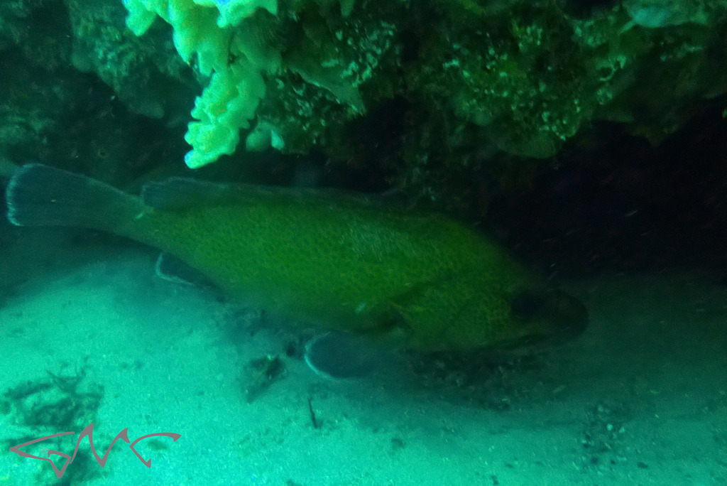 Eastern Wirrah from Fly Point Dive on January 8, 2025 at 04:57 PM by ...