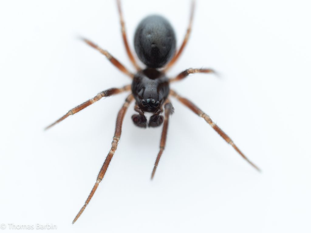 Tachygyna vancouverana from Capital Regional District, BC, Canada on ...