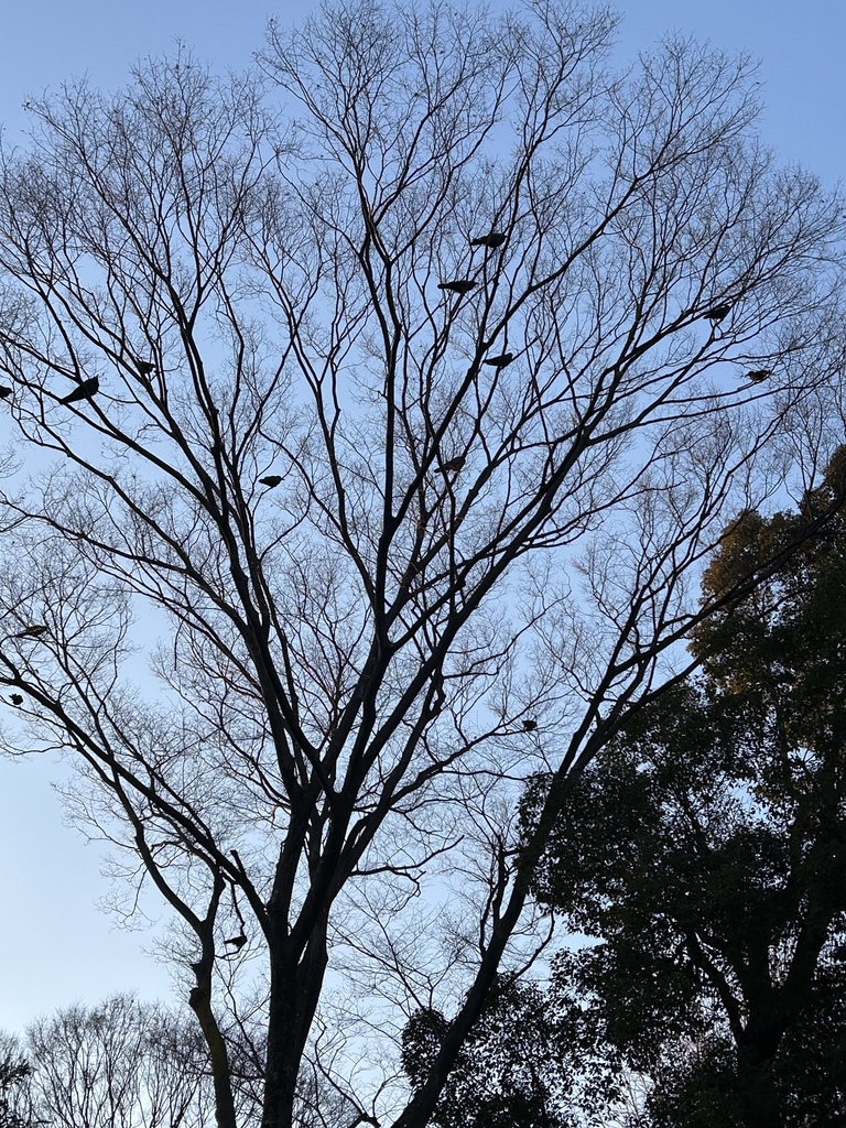 Japanese Crow from Kitanomaru Garden, Chiyoda, Tokyo, JP on January 17 ...