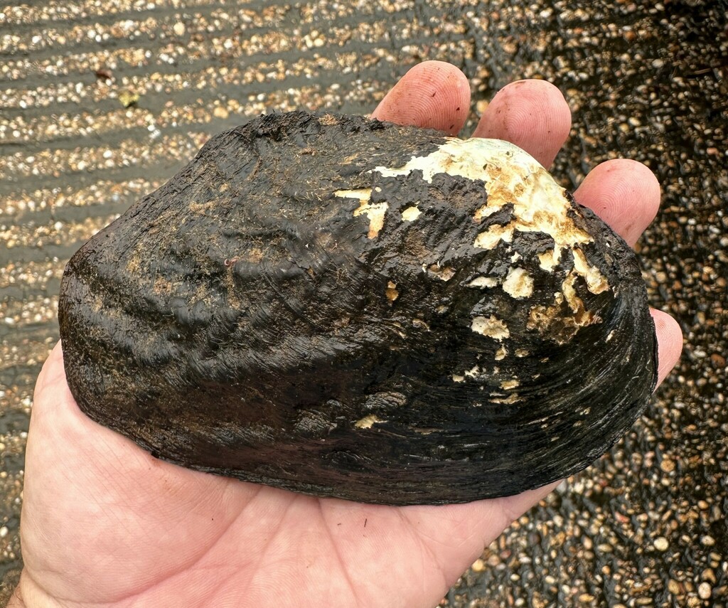 Rock-pocketbook from Black Warrior River, Tuscaloosa, Tuscaloosa Co ...