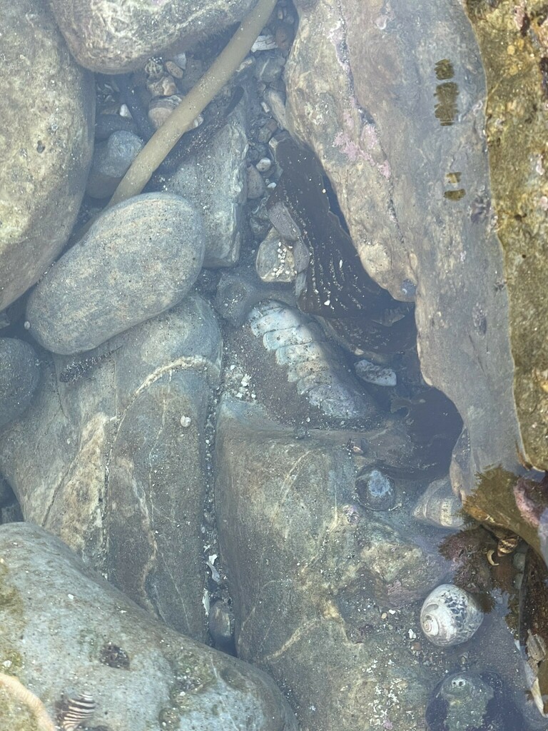 Conspicuous Chiton from White Point Beach, Los Angeles, CA 90731, USA ...