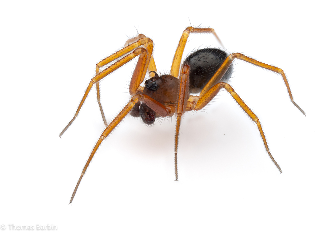 Wubana pacifica from Capital Regional District, BC, Canada on January ...
