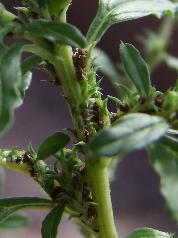 Prostrate pigweed (AMAL) (OCTC Flora Guide) · iNaturalist