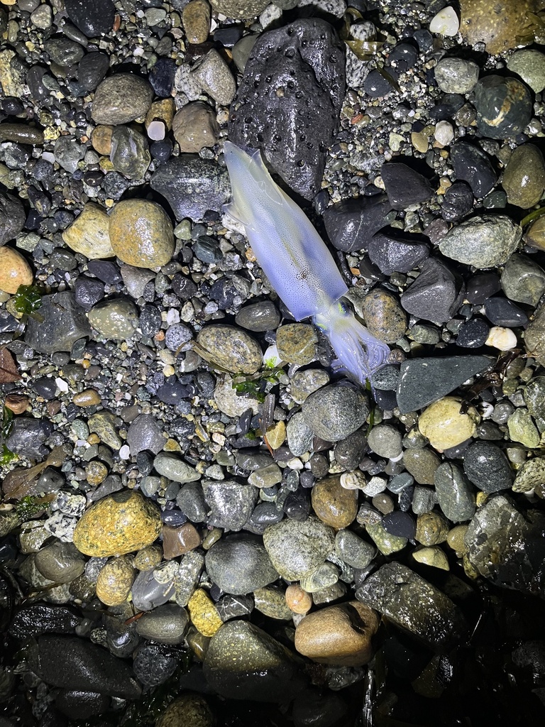 Opalescent Inshore Squid from Seattle, WA, US on January 17, 2025 at 08 ...