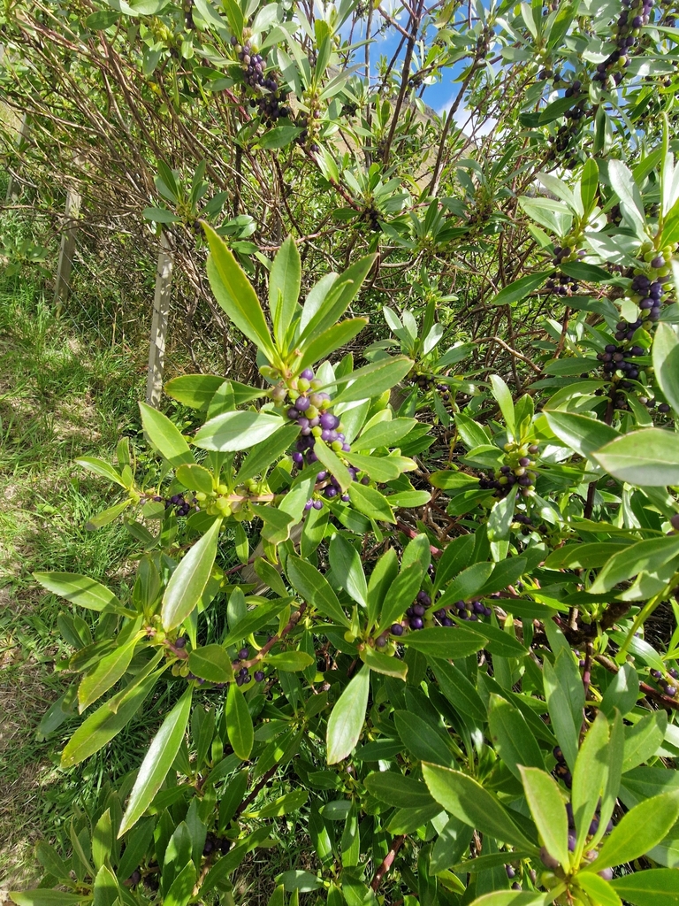 common boobialla from CP63+WW, Heathcote Valley, Christchurch 8022, New ...