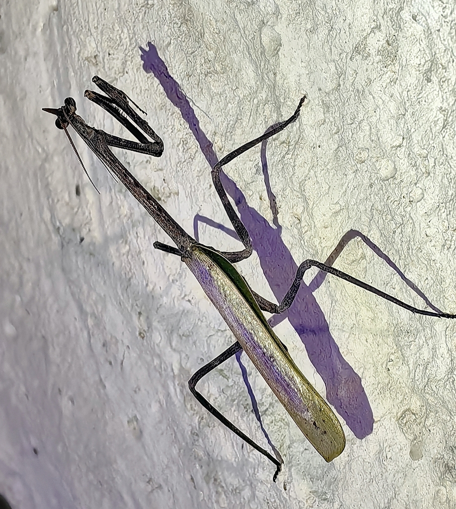 Pseudovates from Tizimín, MX-YU, MX on January 17, 2025 at 11:56 PM by ...