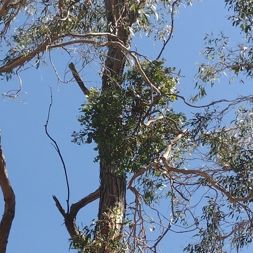 eucalyptus from Boronia VIC 3155, Australia on January 18, 2025 at 11: ...