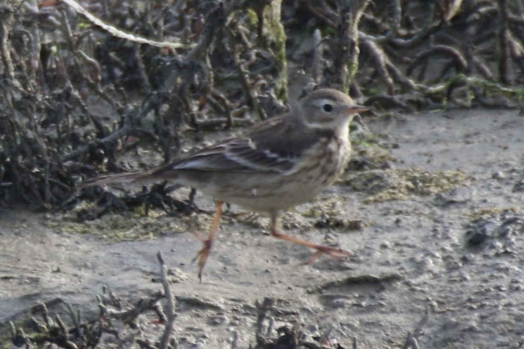 American Pipit from Don Edwards San Francisco Bay National Wildlife ...